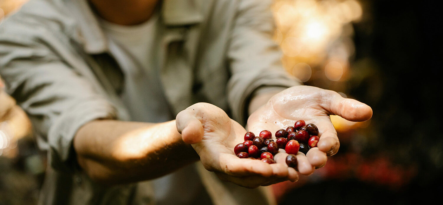 A Tour of Coffee Origins: How Geography Shapes Taste Beyond Light, Med ...