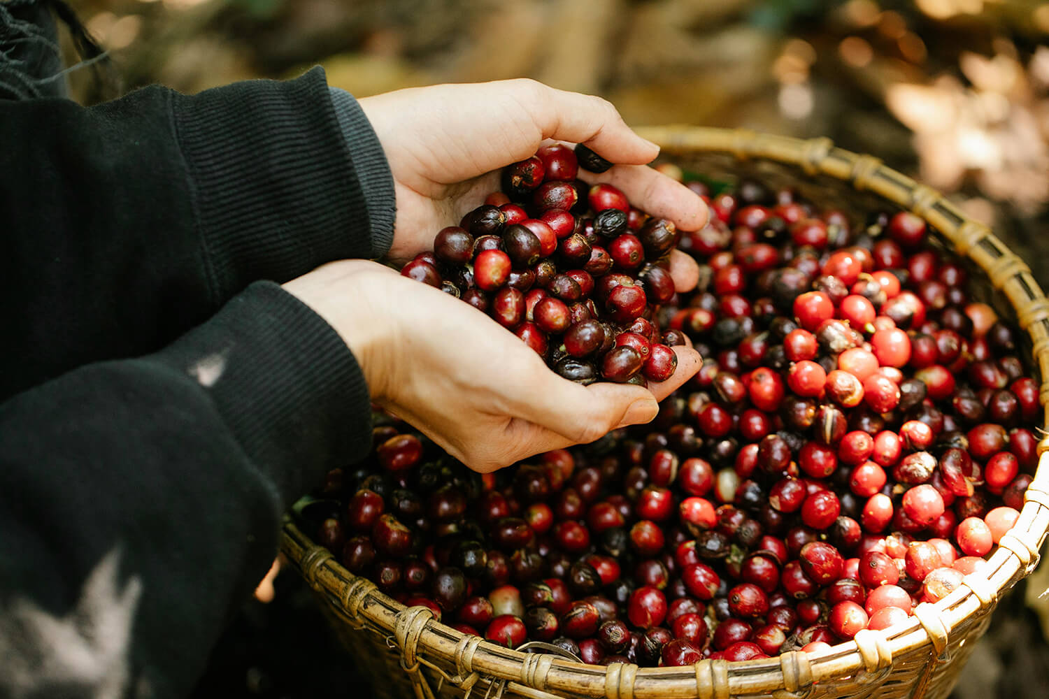Guatemalan Coffee: A Complete Guide to Origin, Flavor, Regions, and Wh ...