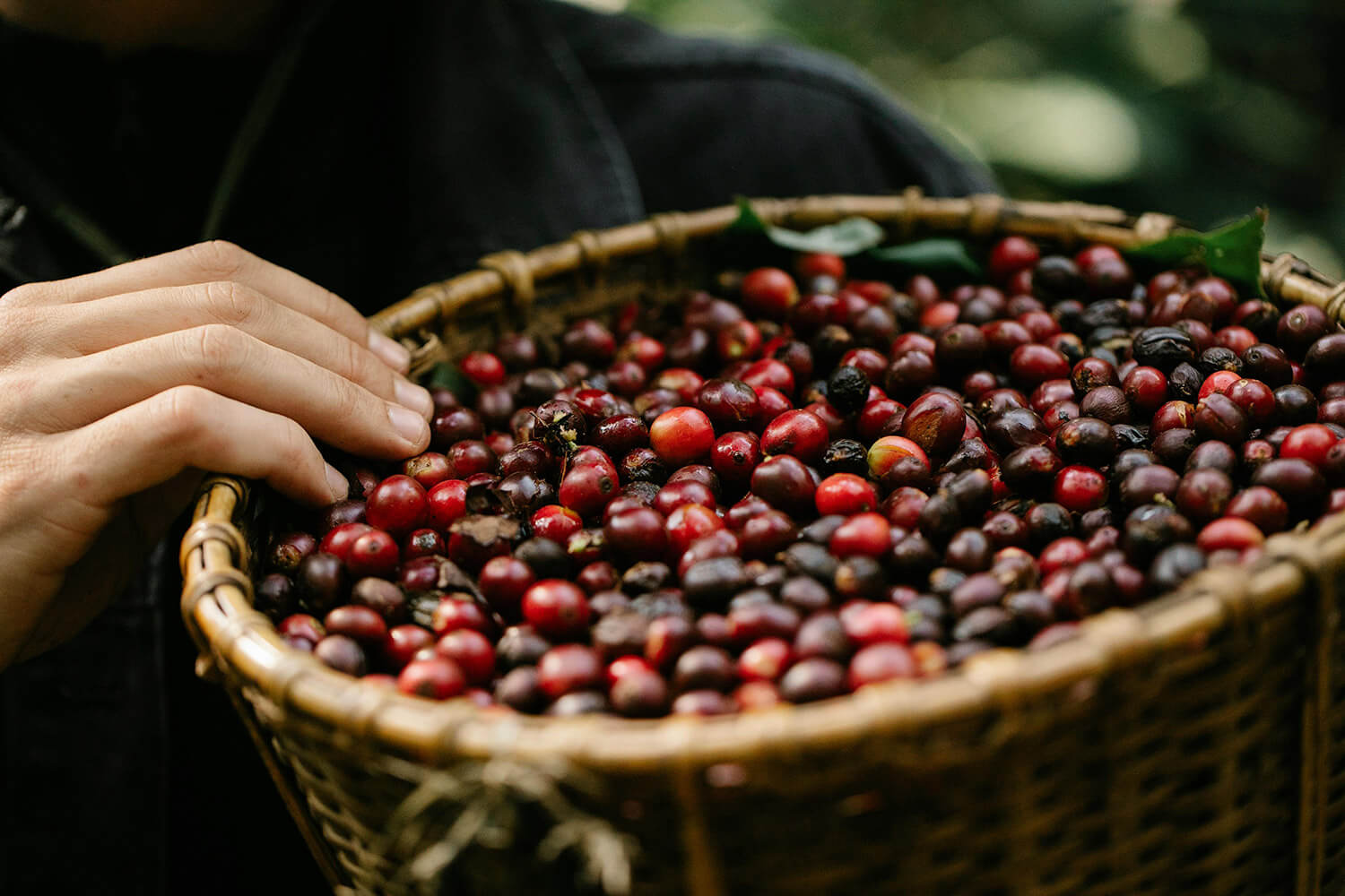 From Farm to Flame: The Life of a Coffee Bean Before It’s Roasted ...